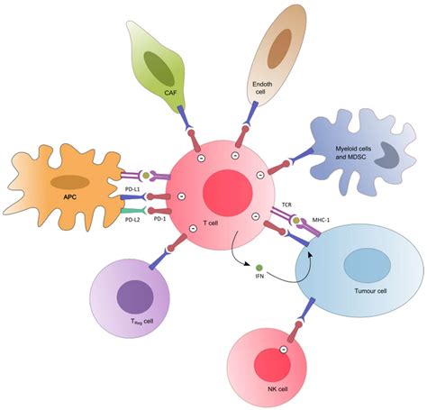 Cancers Free Full Text Pd 1 Pd L1 Targeting In Breast Cancer The First Clinical Evidences