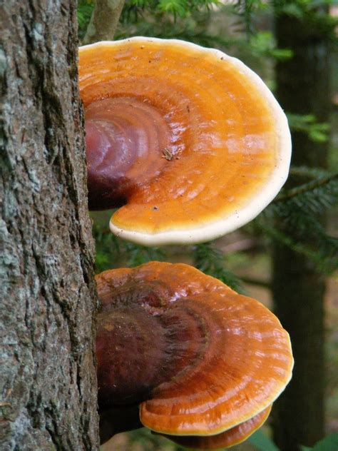 Ganoderma Sp Project Noah