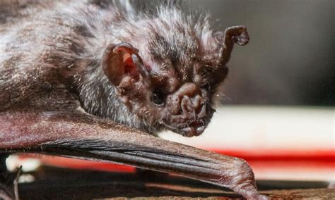 11 Truly Disturbing Facts About Vampire Bats