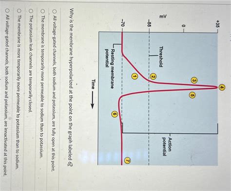 Solved Why Is The Membrane Hyperpolarized At The Point On