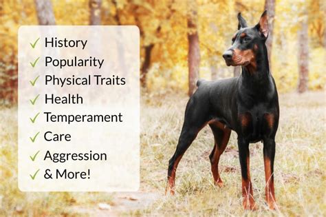 The Doberman Pinscher A Complete Breed Overview Doberman Planet
