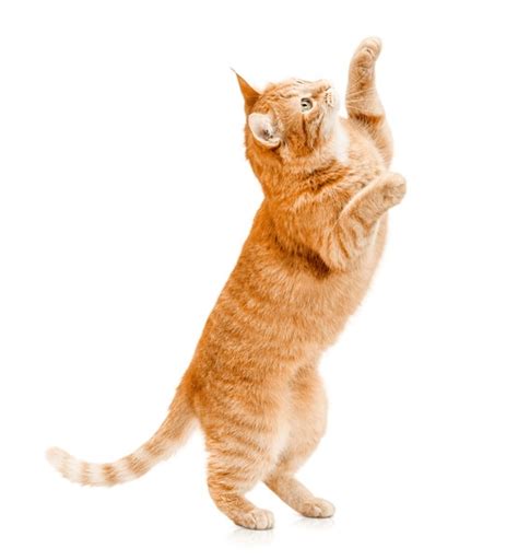 Kitten Jumping Sideways