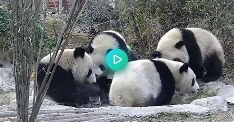 Did I Just Watch A Panda Count To 10 So He Wouldnt Lose His Temper I