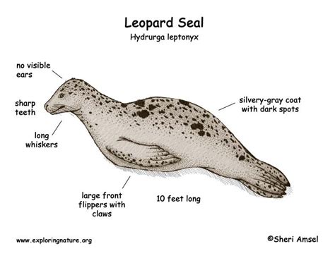 Leopard Seal Diagram