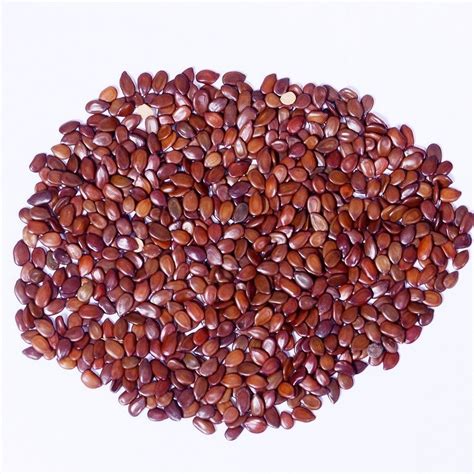 Dried Subabul Seeds For Agriculture Packaging Type Loose At Best