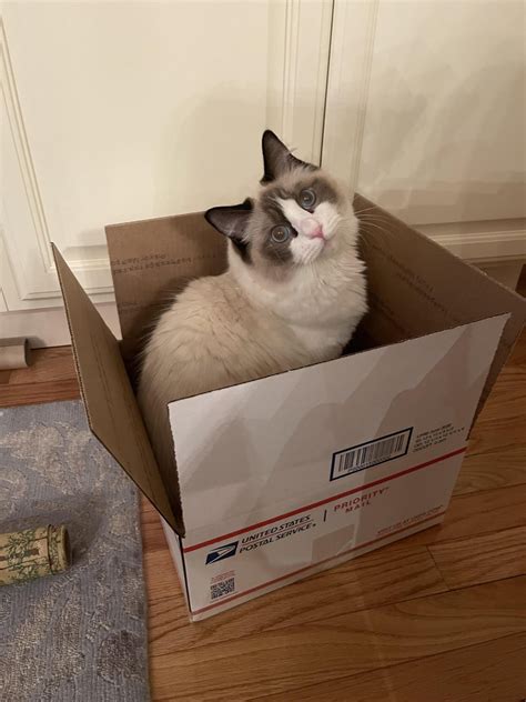 Fall Photo Shoot 🍁 R Ragdolls