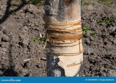 Glue Band Tied Around Tree Trunk To Protect Fruit Tree From Pests Stock Photo Image Of Trunk