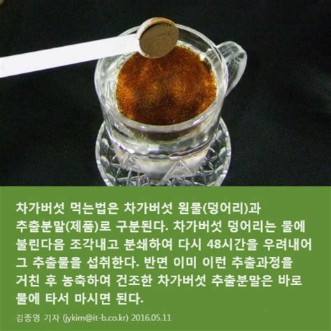 차가버섯 바로알기⑤ 차가버섯 먹는법덩어리추출분말 아이티비즈