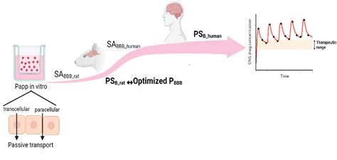 Figure 1 From Interspecies Brain Pbpk Modeling Platform To Predict Passive Transport Through The