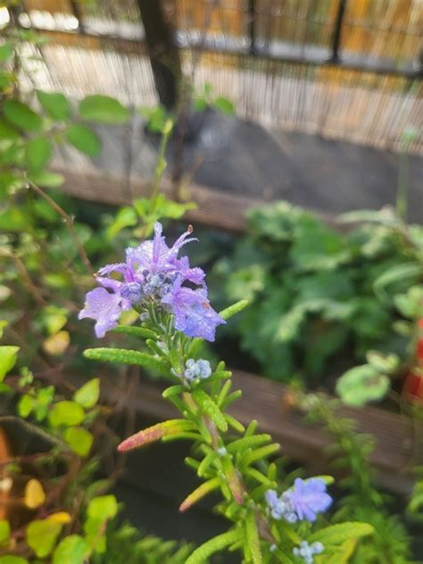 식물탐구 꽃 핀 로즈마리 꽃말 효능 키우기 네이버 블로그