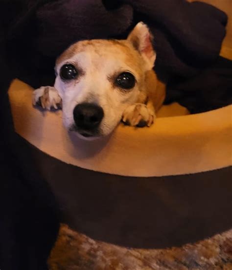 Our Sweet Girl Bambi Crossed The Rainbow Bridge Today Rchihuahua