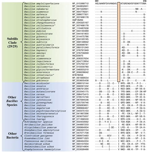 partial sequence alignment of the amino acid abc transporter