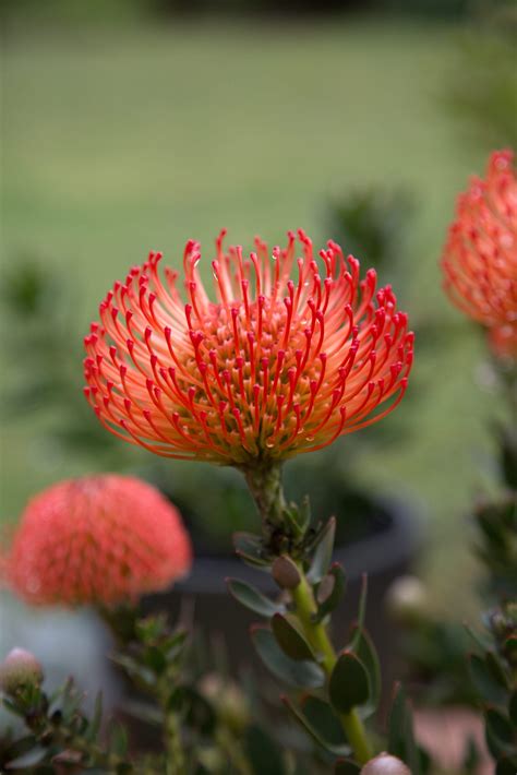Leucospermum Cordifolium Vibrant Pincushion Plant For Sale
