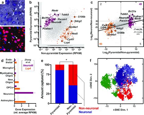 Laser Capture Microdissection Lcm And Rna Sequencing Of Pyramidal Download Scientific Diagram
