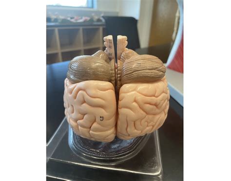 Human Whole Brain Model Cerebellum Quiz