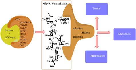 糖基转移酶作为癌症和炎症治疗干预的靶点：分子建模见解 Chemical Papers X Mol