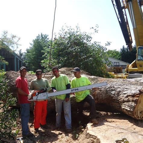 Tree Removal Services The Tree People