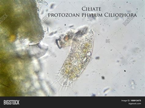 Ciliate Microscope