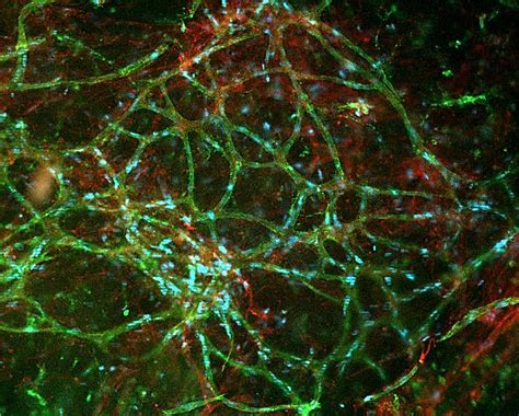 Advanced Biomatrix Cellcyte Gen 2