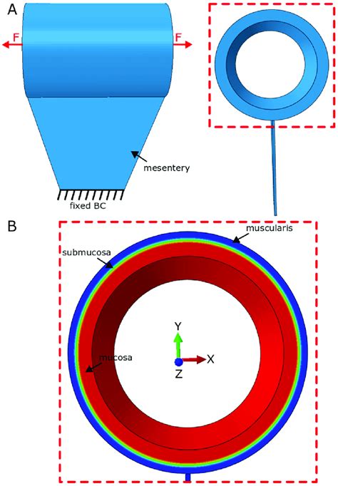 Finite Element Model For Distraction Enterogenesis Ab Frontal And
