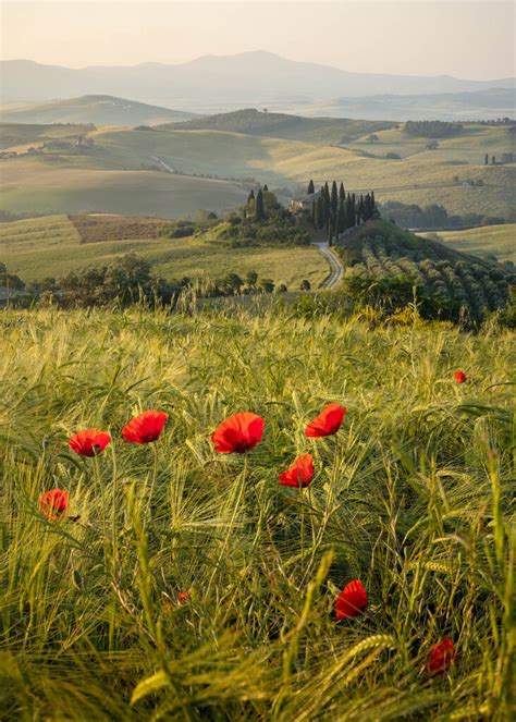 View Across Poppy Field In Tuscany Italy Fine Art Prints For Sale
