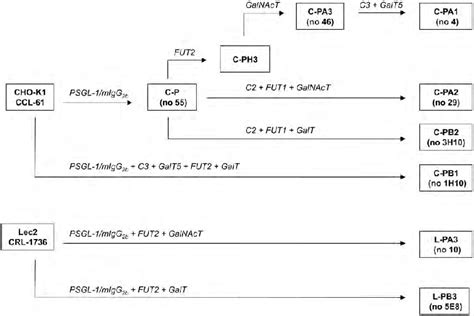 Transfection Scheme Routes Of Single Or Multiple Transfections Download Scientific Diagram