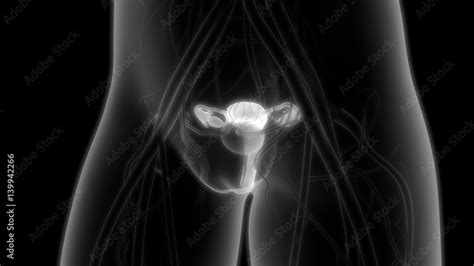 Female Reproductive System With Nervous System And Urinary Bladder Anatomy In X Ray Scan Stock