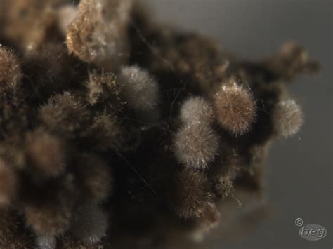 Glomeromycota Тип Гломеромикоты Гломеромицеты Phylum Glomeromycota