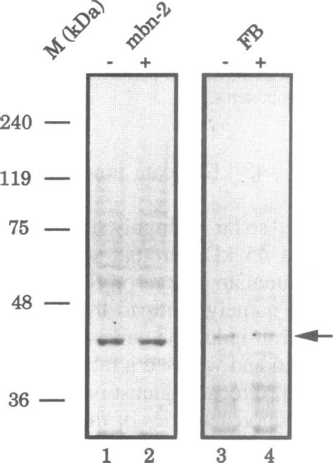 Cross Reactivity Of A Rabbit Polyclonal Anti Mouse Irf 1 With A