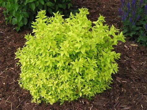 Dwarf Gold Mound Spirea Mini Gold Quart Pot Etsy Garden Shrubs