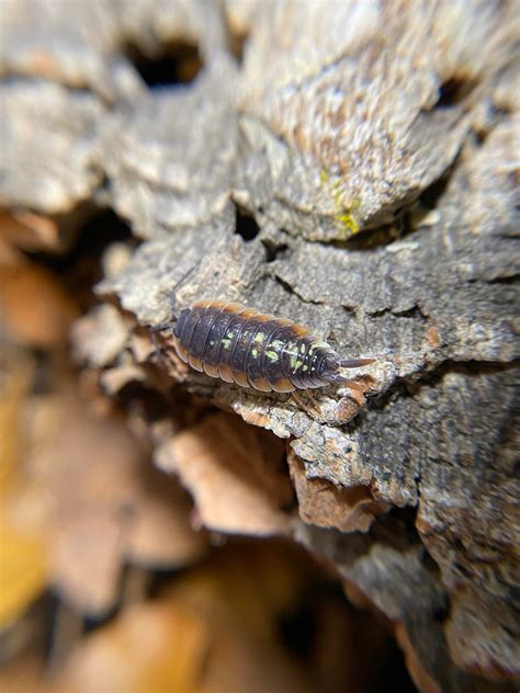 Isorare Pods Porcellio Duboscqui Troglophila Another Facebook