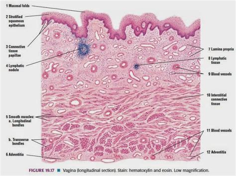 Gambar Histologi Sistem Reproduksi Wanita Manusia Lengkap Mata Fariz