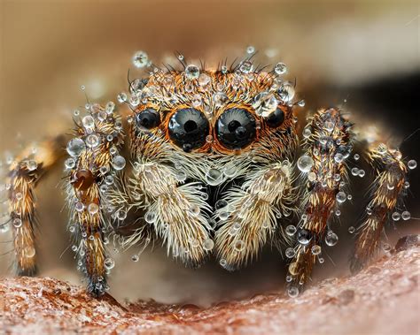 Microporn All The Wonders That You Can T See With The Naked Eye