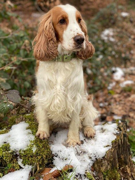 Winter Dog Cocker Spaniel Blond Images Free Download On Freepik