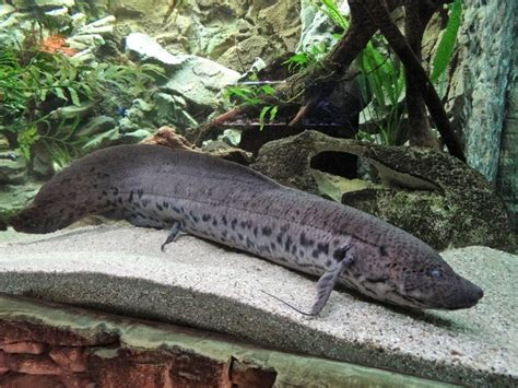 35 Amazing Lungfish Facts