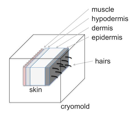 Schematic Of Orienting Mouse Skin In Cryomolds Mouse Skin Should Be Download Scientific