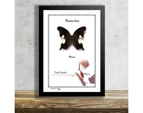 Neorina Lowii Real Mounted Tropical Butterfly In Frame Etsy