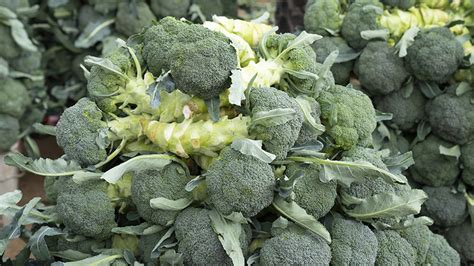 澄江九村青花菜远销海外