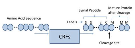 Crfs For Cleavage Site Prediction Conditional Random Fields Crfs For Download Scientific