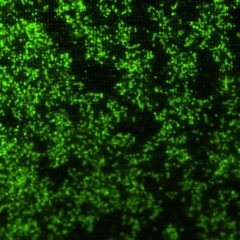 episcopic brightfield imaging of neuronal cells on high density