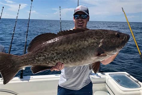 28 Facts About Grouper 28 Facts About Grouper