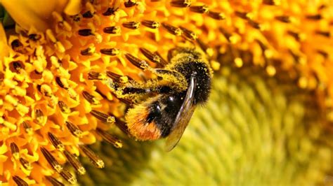Greater Pollinator The Humble Bumblebee Has Every Right To Brag The