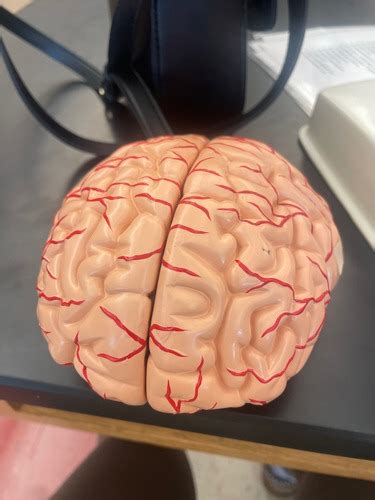 Lab Exam Flashcards Quizlet