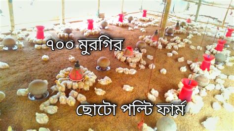 ছোট মুরগি ফার্ম । বাড়িতে এভাবে ছোট মুরগির ফার্ম করতে পারেন । Youtube