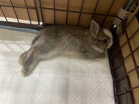 Jager Htm At Main Weilee Jager Github