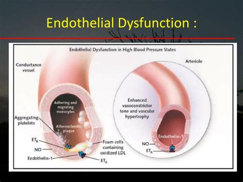 Endothelium Heart