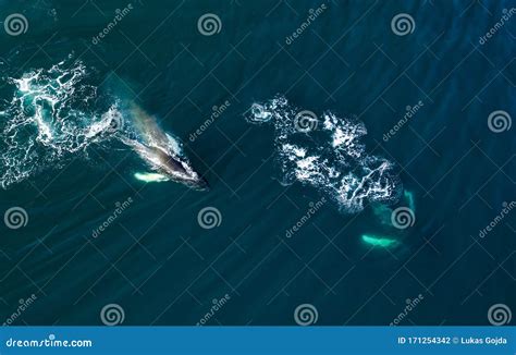 Aerial View of Huge Humpback Whales, Iceland Stock Photo - Image of eating, flipper: 171254342