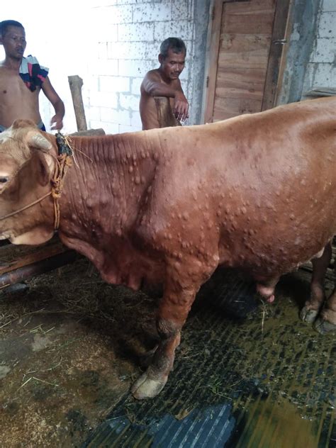 Cegah Penyebaran Lsd Pemkab Sragen Suntikkan 4 000 Dosis Vaksin Ke Sapi Sehat Pemerintah