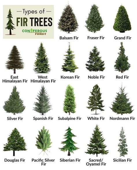 Types Of Evergreen Trees Artofit