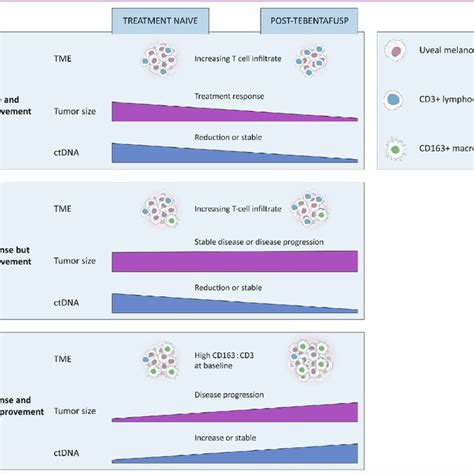 Hypothesised Circulating Tumour Dna Ctdna And Tumour Microenvironment